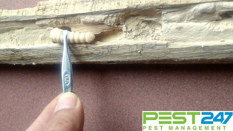 Con mọt là con gì ? Con mọt có những loại nào ? Tác Hại của Mọt là gì