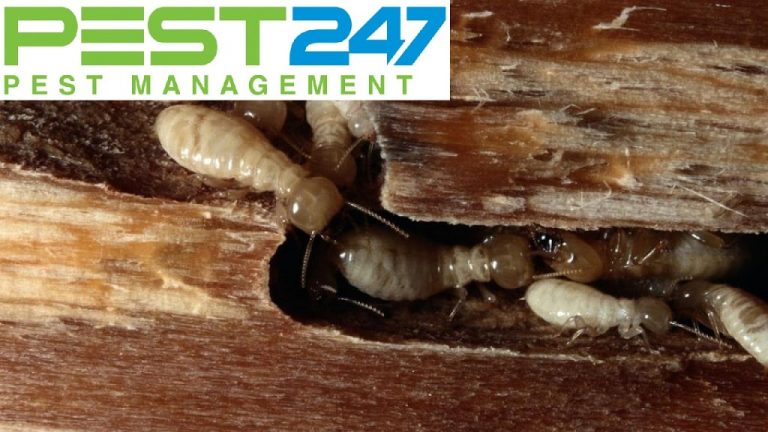 Mối - Những điều cần biết về loài mối