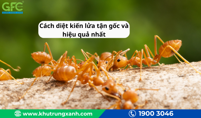 Cách diệt kiến lửa tận gốc và hiệu quả nhất - GFC