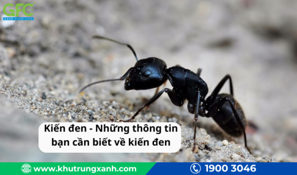 Kiến đen - Những thông tin bạn cần biết về kiến đen - GFC