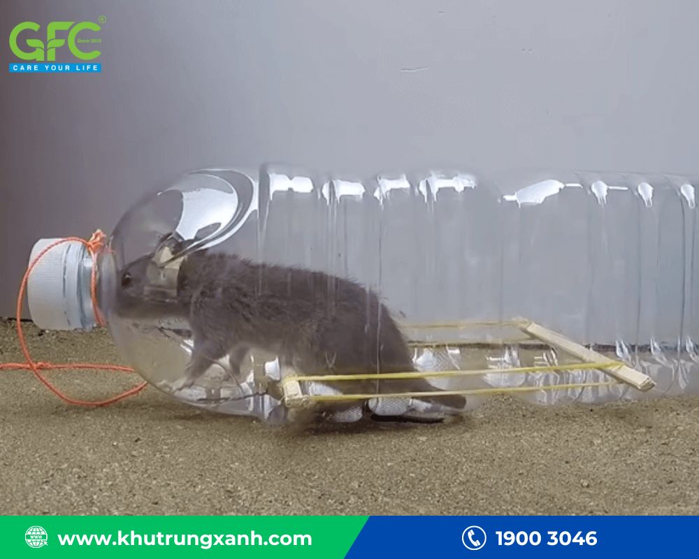 19 cách đuổi chuột hiệu quả cực nhanh và an toàn nhất 2025