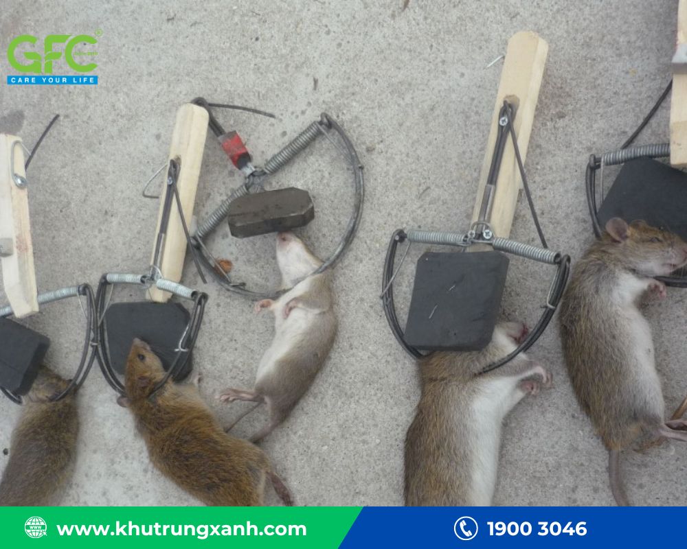 Cách đặt bẫy chuột bán nguyệt hiệu quả năm 2024 - GFC
